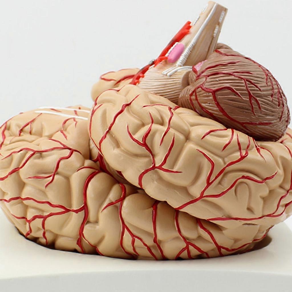 Brain Anatomically Brain Model Life Size Human Brain Anatomy for ...