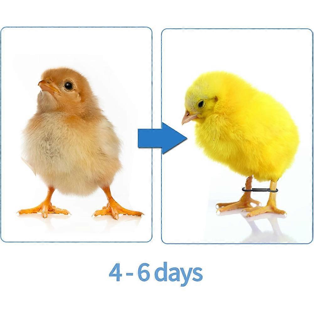 100PCS Chicken Splay Leg Hobble Brace Adjustable Poultry Leg Bands for ...