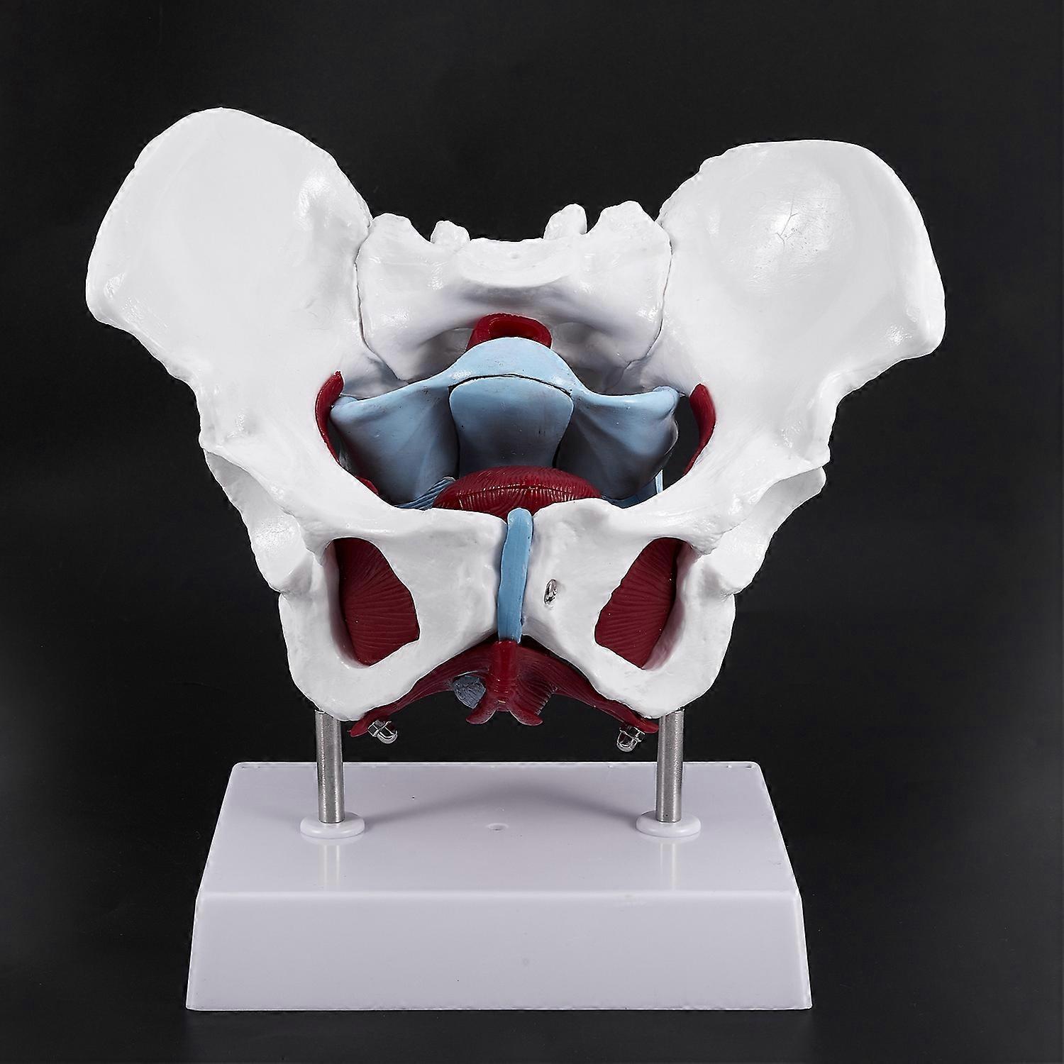 Female Pelvis and Reproductive Organs Model Female Bladder Model ...