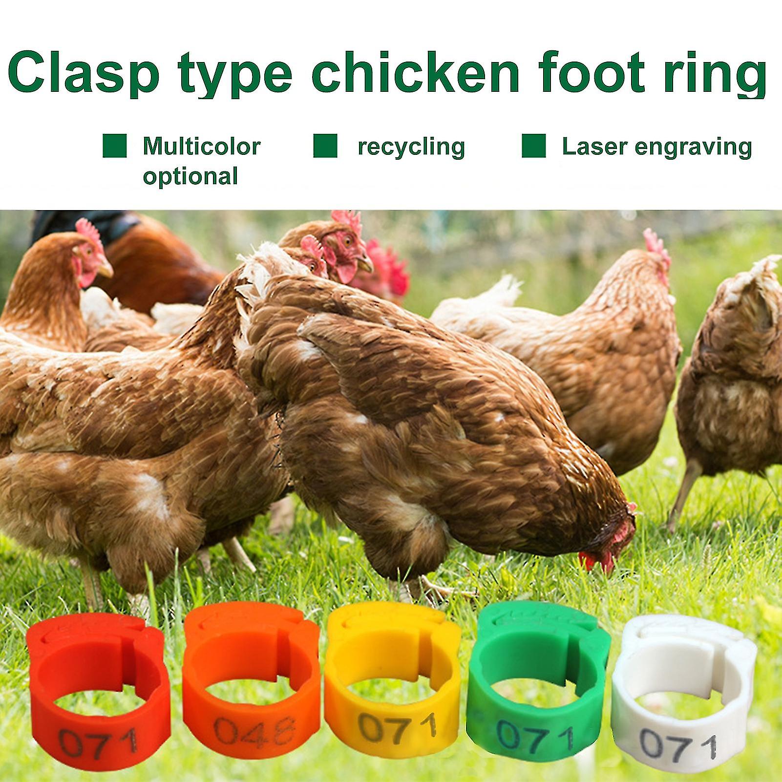 100pcs Chicken Ring Adjustable Buckle Design Easy-assembled Duck ...