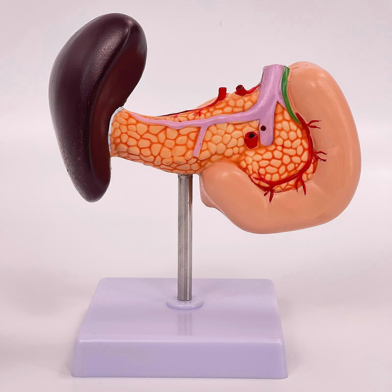 Pancreas Model with Duodenum and Spleen Educational Simulation Anatomy ...