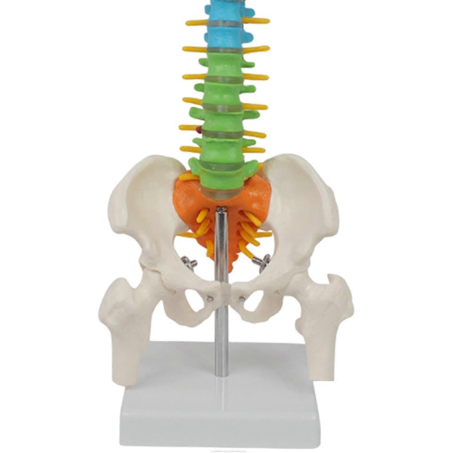 Human Spinal Column Model, 45 cm Flexible Anatomical Spine Model with ...