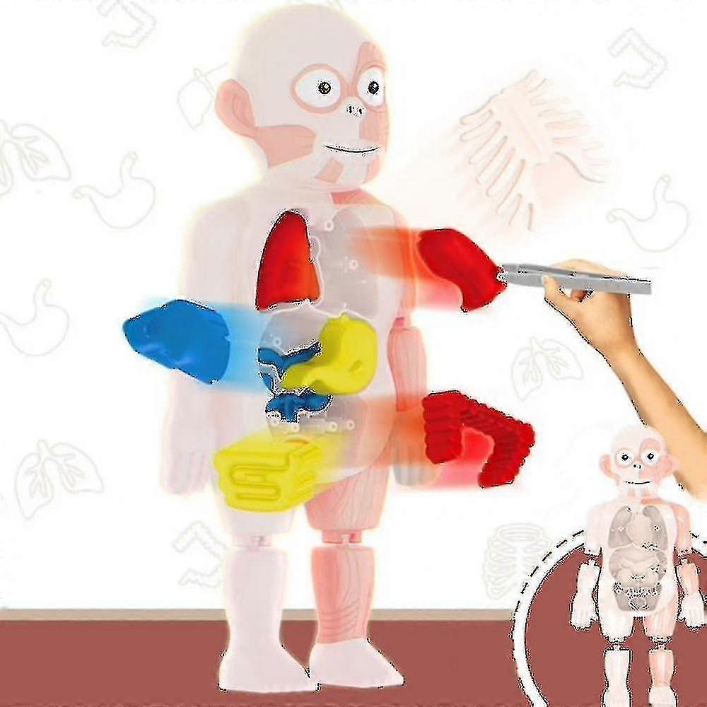 Human Organ Model Human Organ Model, Science Area Production Diy ...