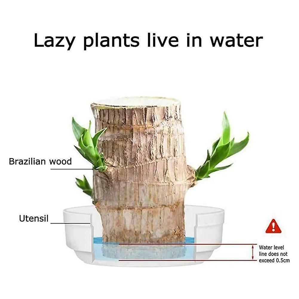 Lucky Brazilian Wood Stump Fast-Growing Mini Tree Good Fortune ...