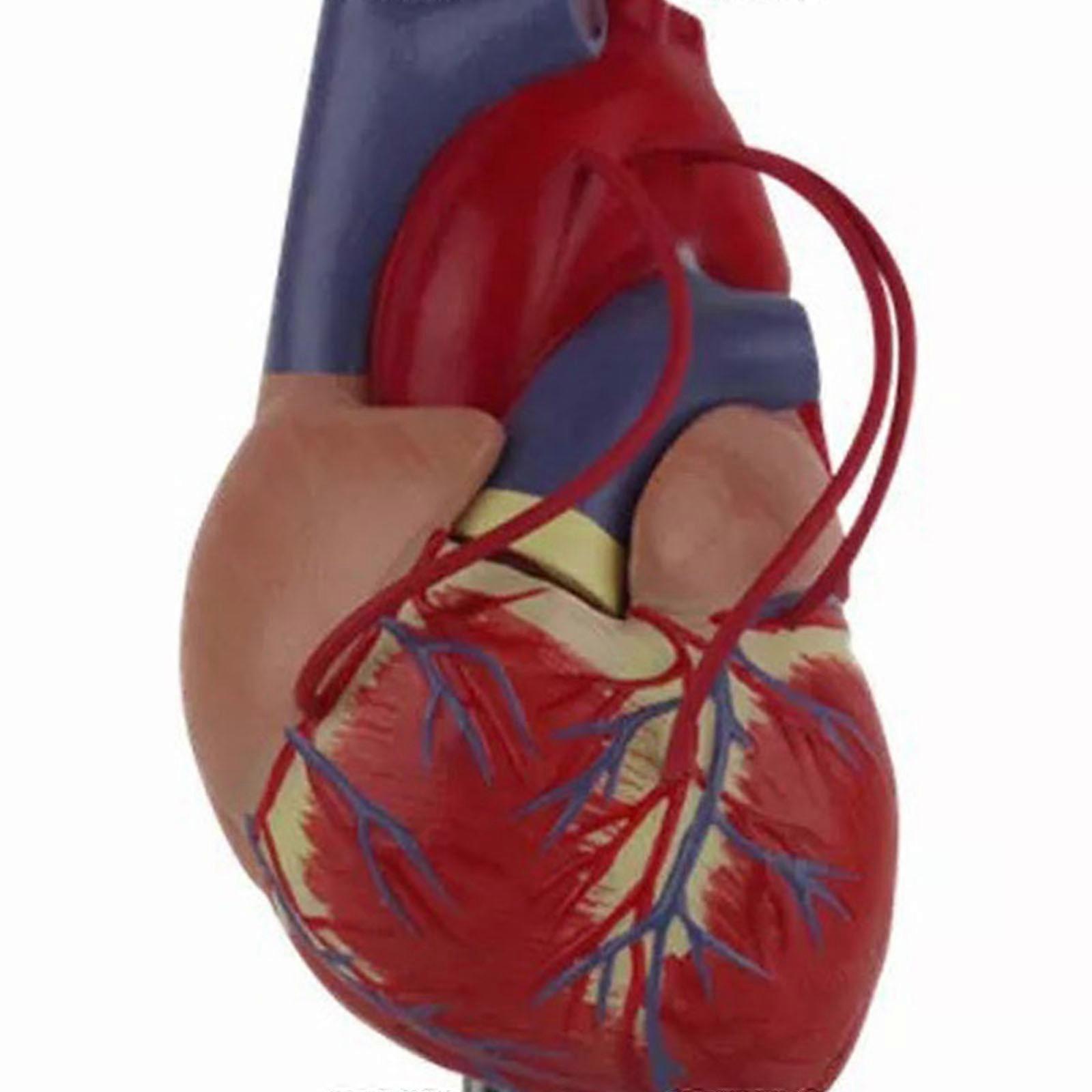 Life Size Human Heart Model Anatomical Heart Model for Classroom and ...