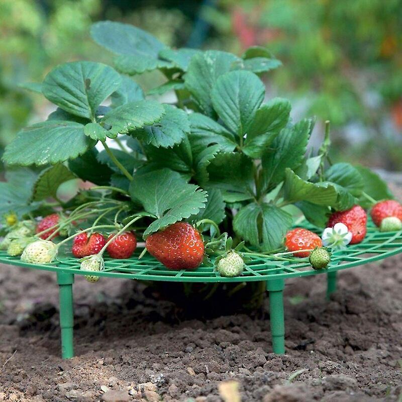 Strawberry Plant Supports Strawberry Growing Support Rack Avoid Rot ...