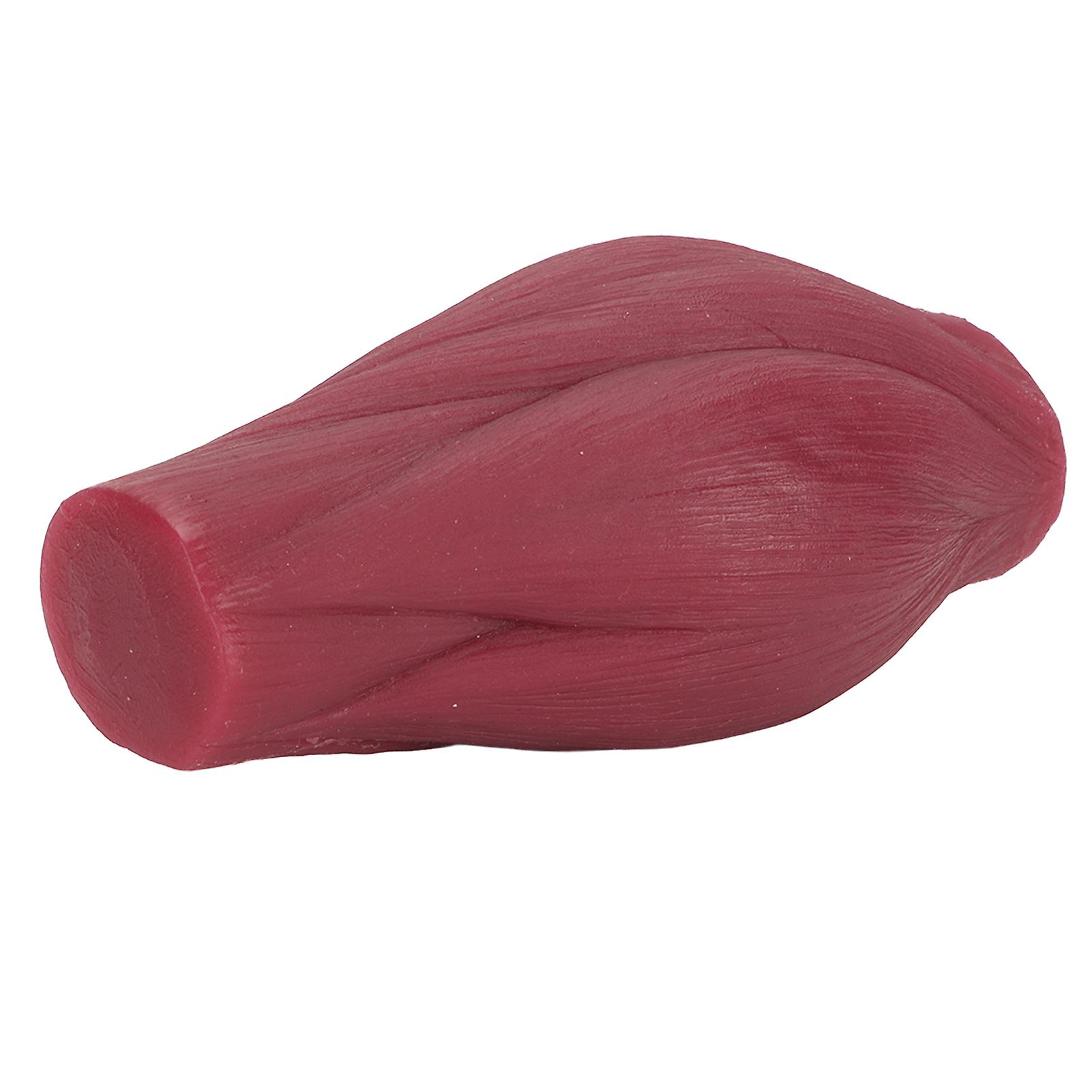 Human Body Muscle Replica Model Plastic Realistic Texture 1lb Muscle ...