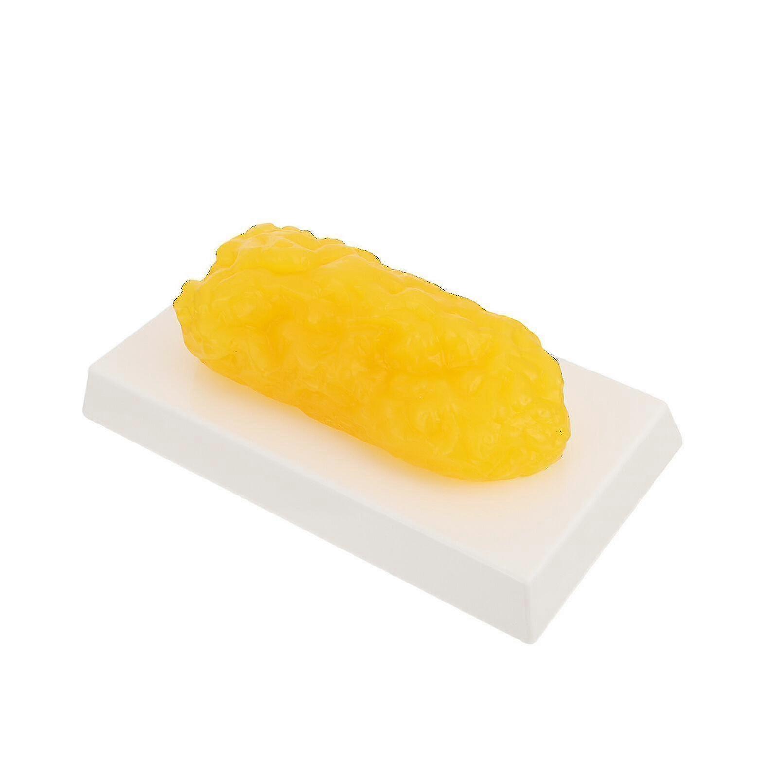 Human Body Fat Replica 1 pund fedt Model Fedt Anatomisk fedt Model For ...