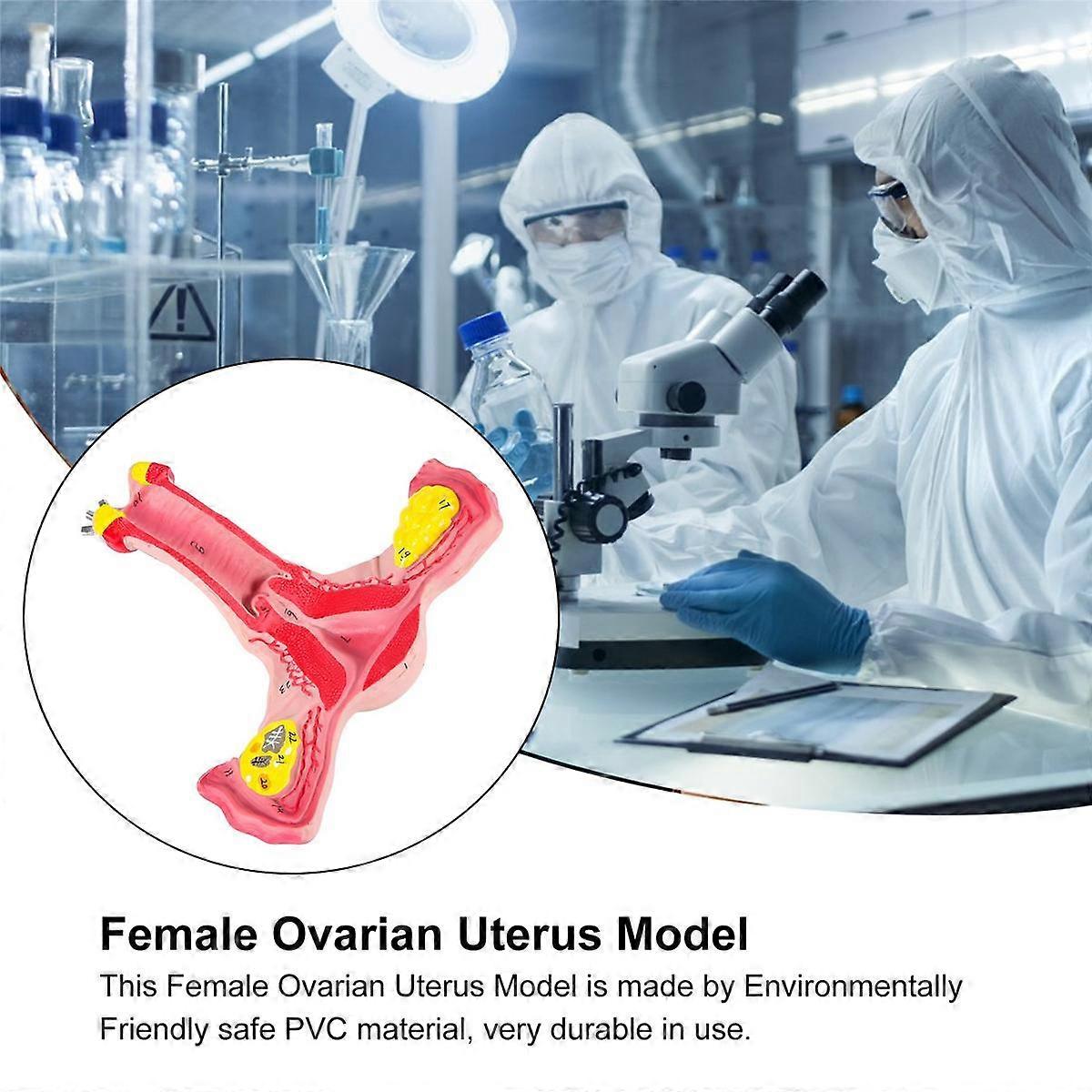 1:1 Human Female Uterus Ovary Fallopian Tubes Model Anatomical Human ...
