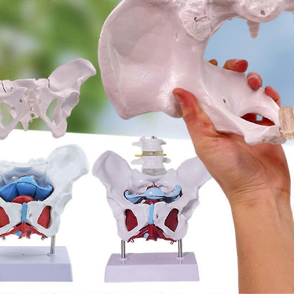 Female Pelvis Structure Model Women Movable Anatomy Medical Model for ...