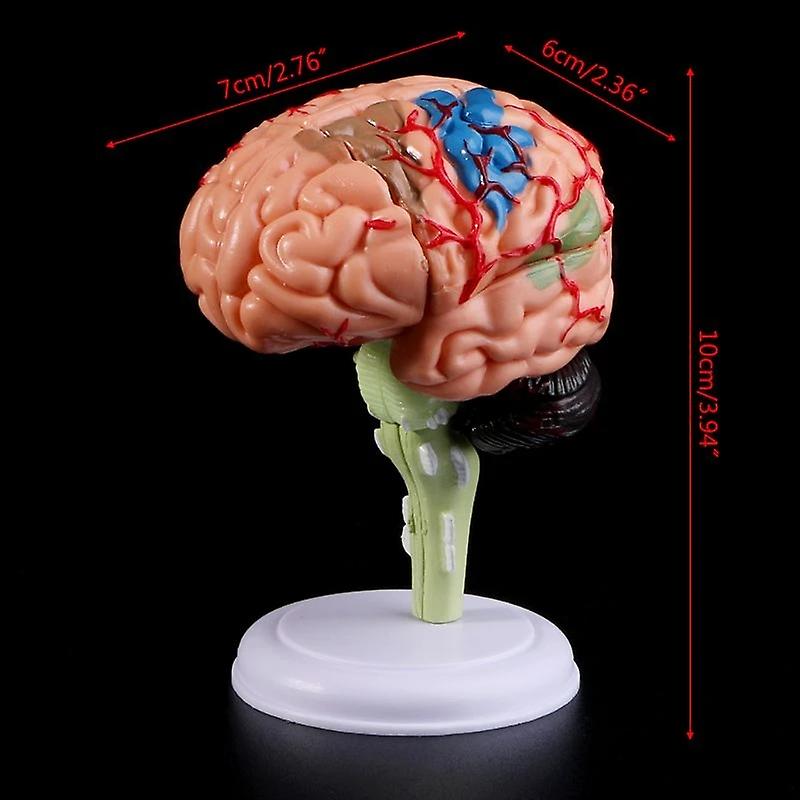 4D Disassembled Anatomical Human Brain Model Anatomy Medical Teaching ...
