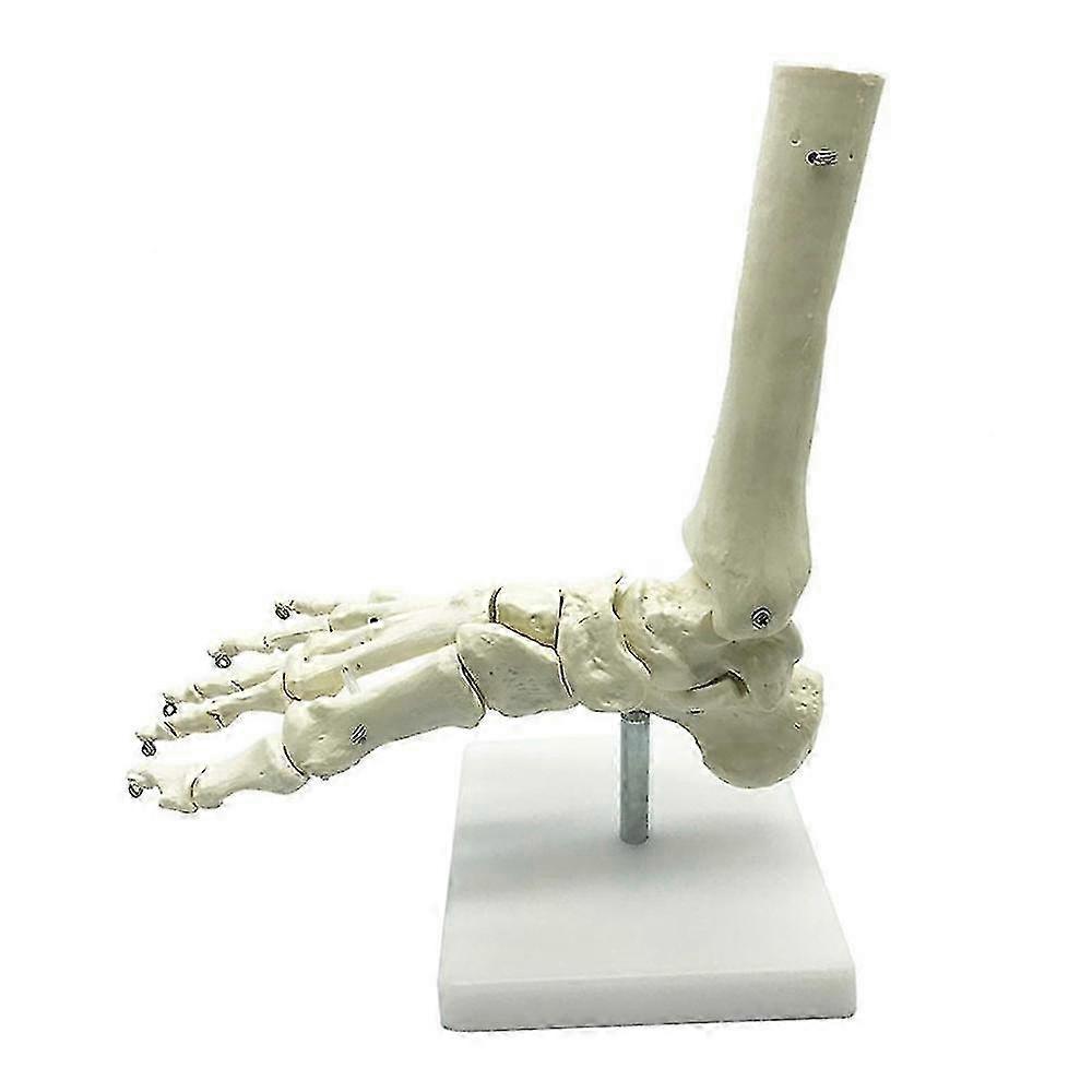 1:1 Esqueleto Humano Anatomia do Pé Modelo Pé e Tornozelo com Modelo ...
