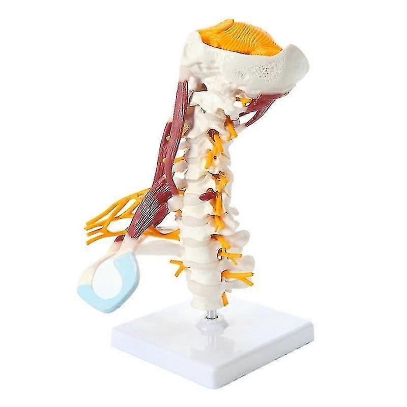 1:1 Life size cervical vertebrae vertebral body cervical spine nerve ...