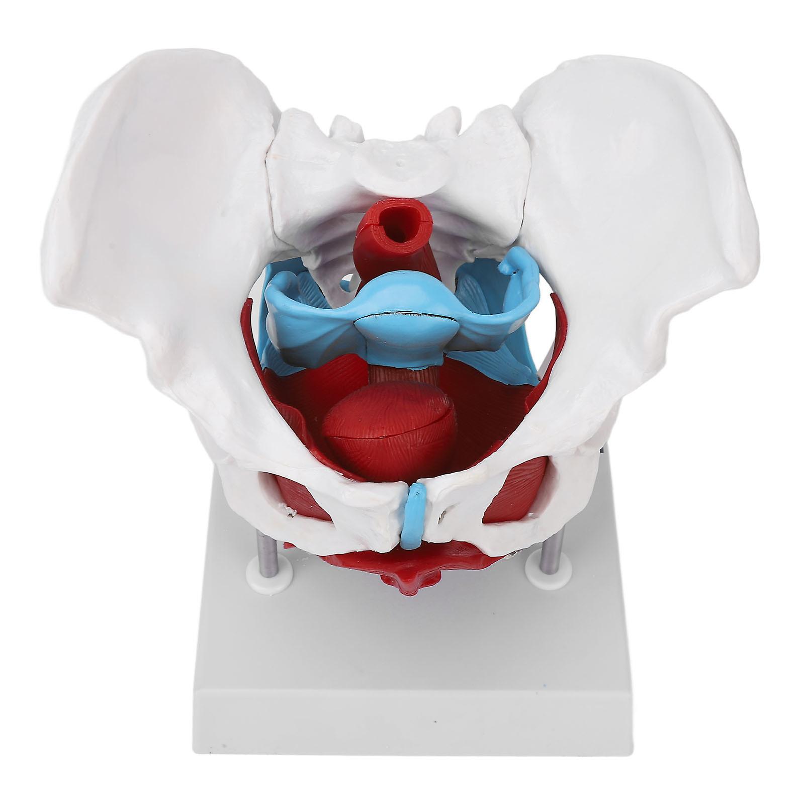 Modelo de anatomía del suelo pélvico Modelo de pelvis femenina de color ...