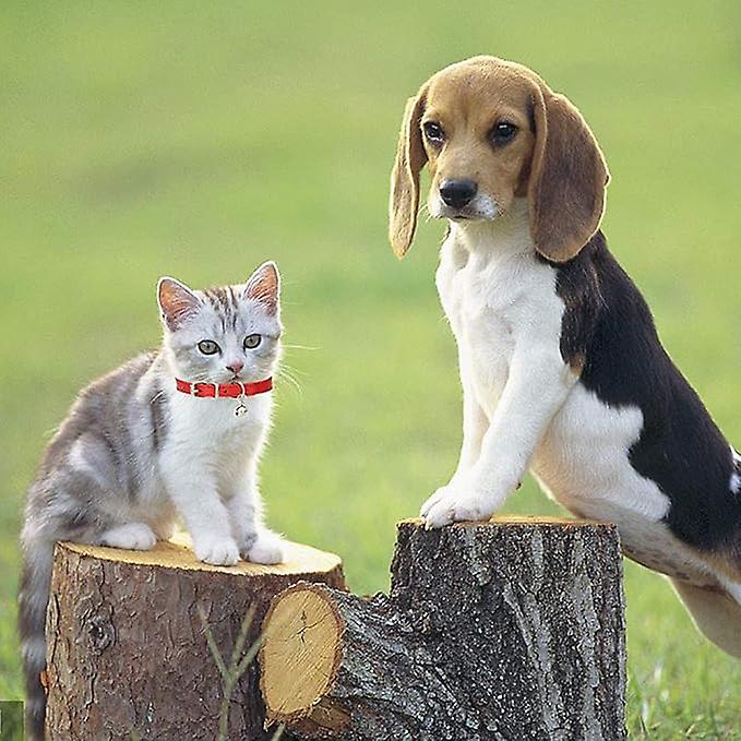 5 Pcs Leather Cat Collars,Anti-Lost Cat Collar with Bell Adjustable ...