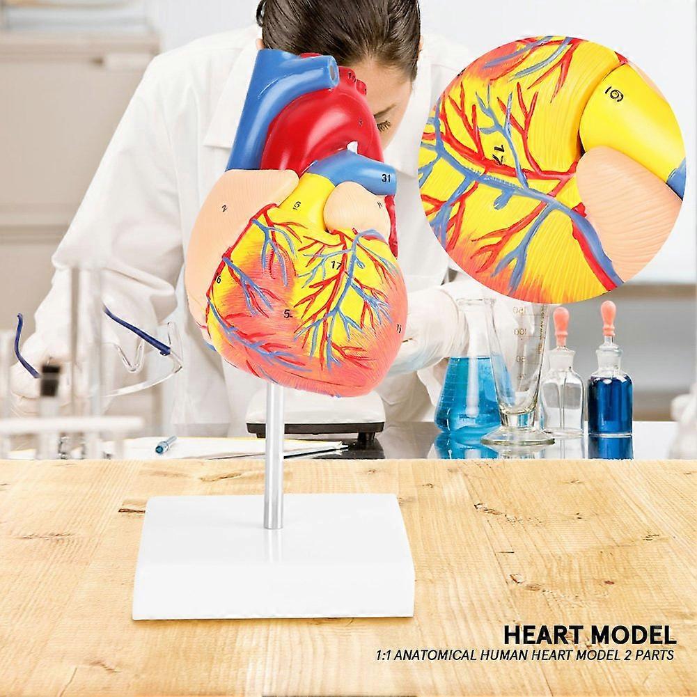 Medical Heart Model, Anatomical Human Life Size Heart Model Medical ...