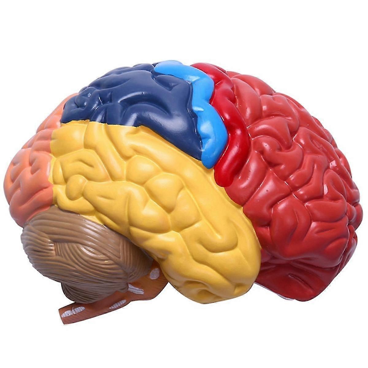 Cerebral Anatomical Model Anatomy 1:1 Half Brain Brainstem Teaching Lab ...