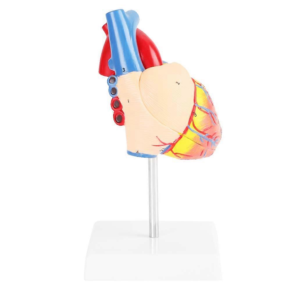 Medical Heart Model, Anatomical Human Life Size Heart Model Medical ...