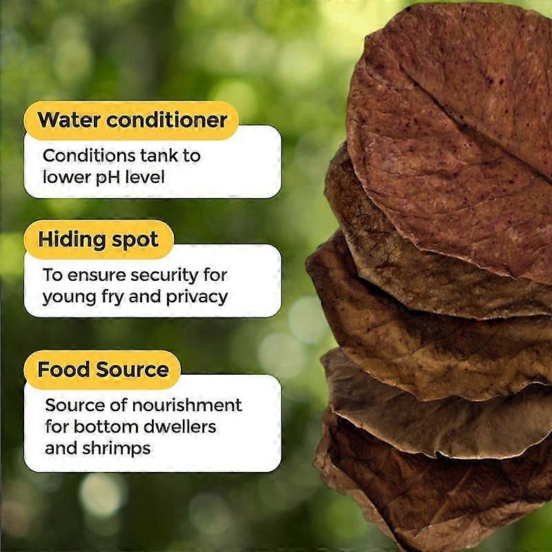 20pcs Natural Catappa Leaves Indian Almond Leaf For Fish Tanks Aquarium ...