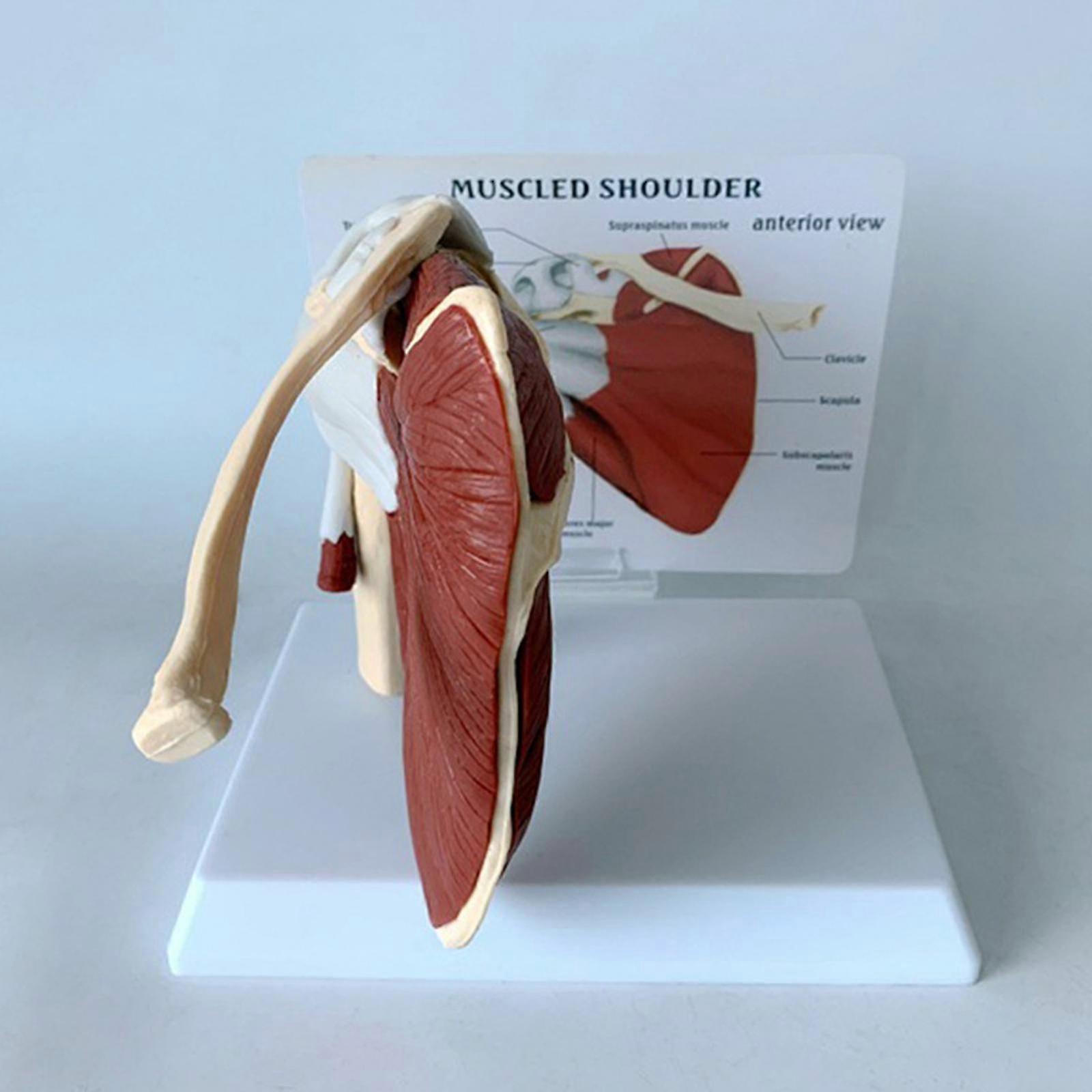 Shoulder Joint Model - Human Shoulder Joint With Muscle Anatomy Model ...