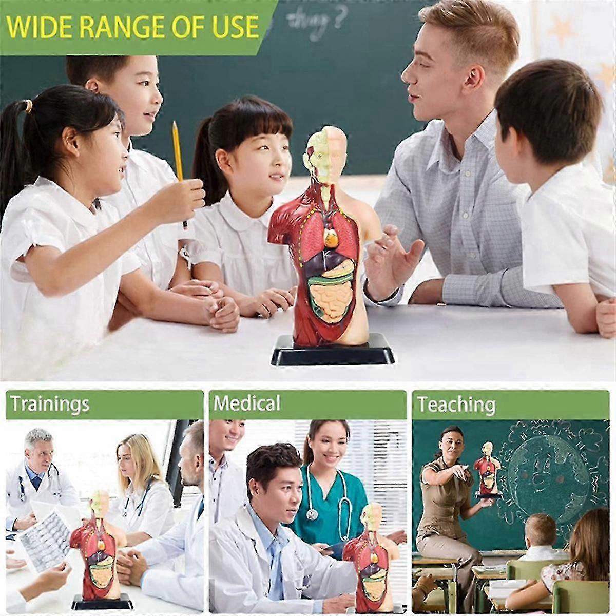 11 Inch Human Body Model for Kids,Human Torso Anatomy Model Toys,8 Pcs ...