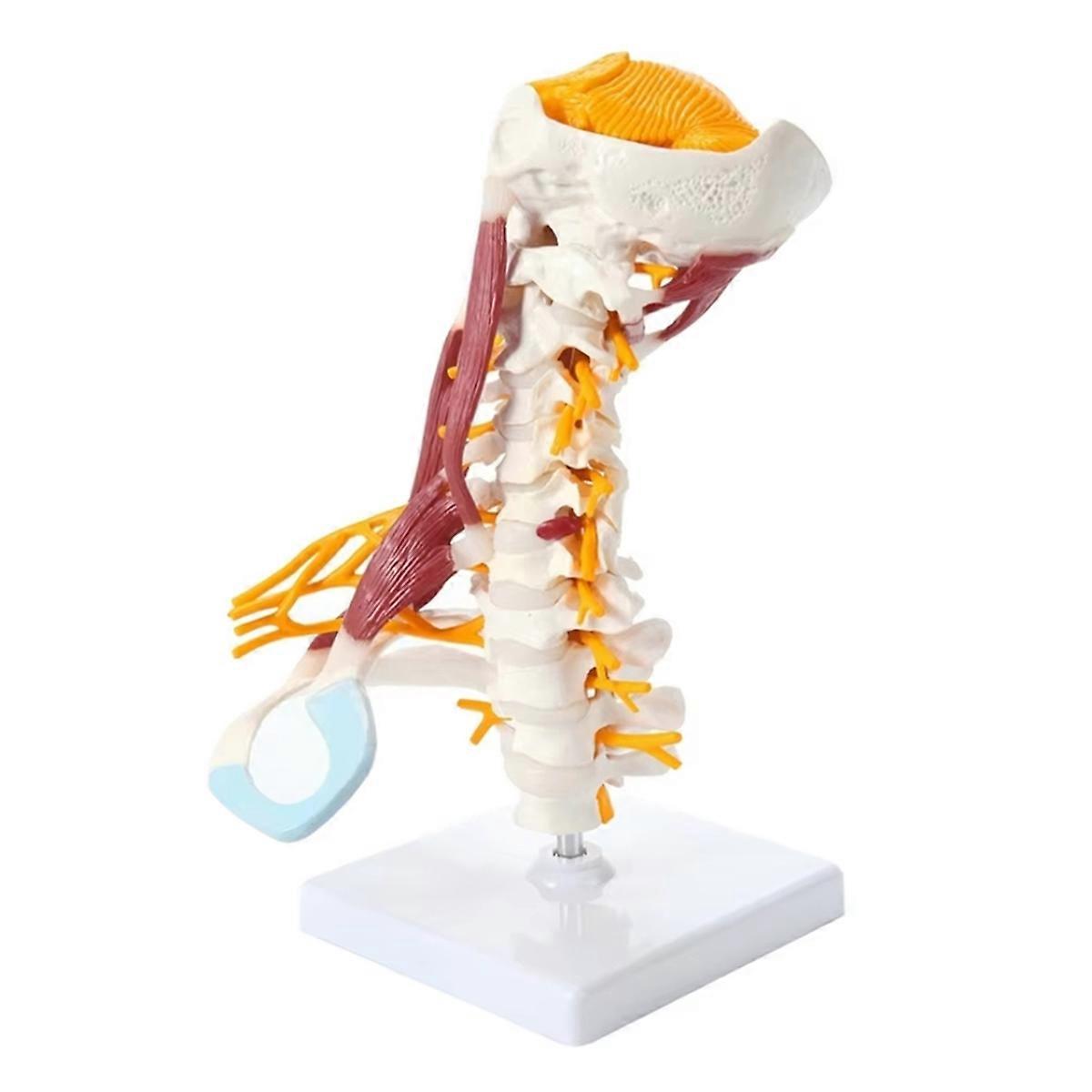 1:1 Life Size Cervical Vertebrae Vertebral Body Cervical Spine Nerve ...