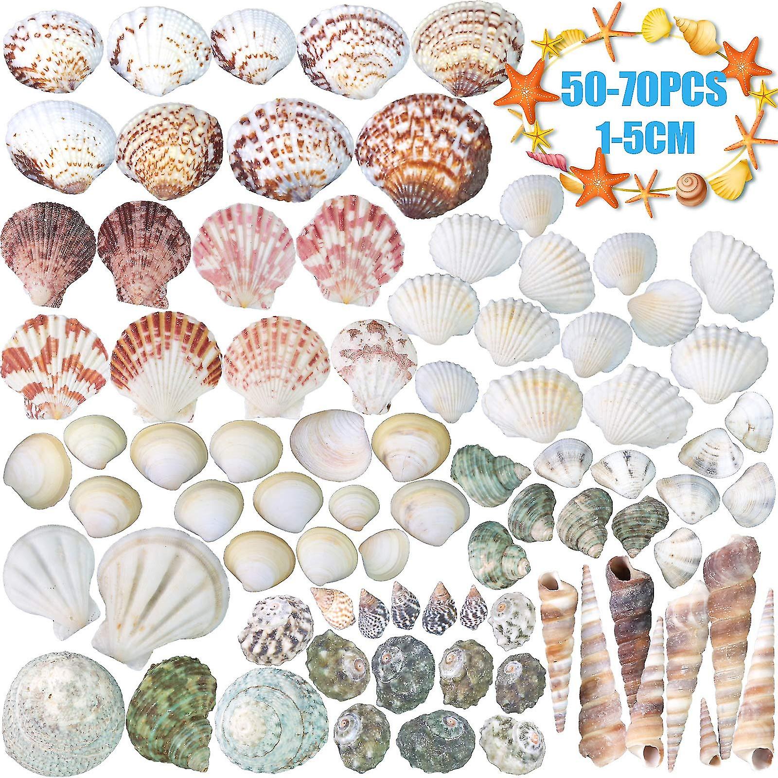 Sea Shell Set, 50-70 Pcs Assorted Natural Shells For Crafting Vase ...