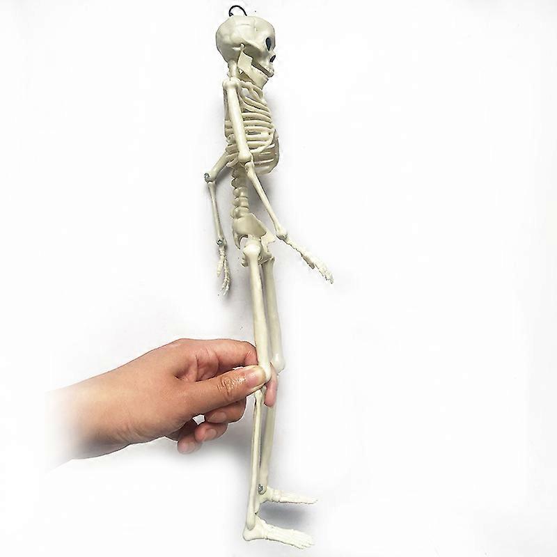 Flexible 40cm Tall Human Skeleton Model - Life Size Anatomical Medical ...