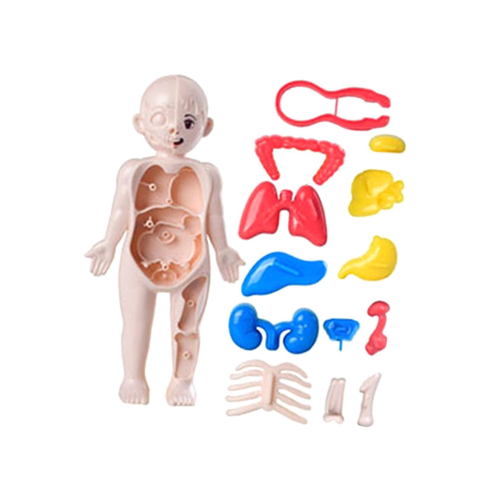 Human Body Toy Teaching Play Set for Preschool Teaching Tool | Fruugo UK