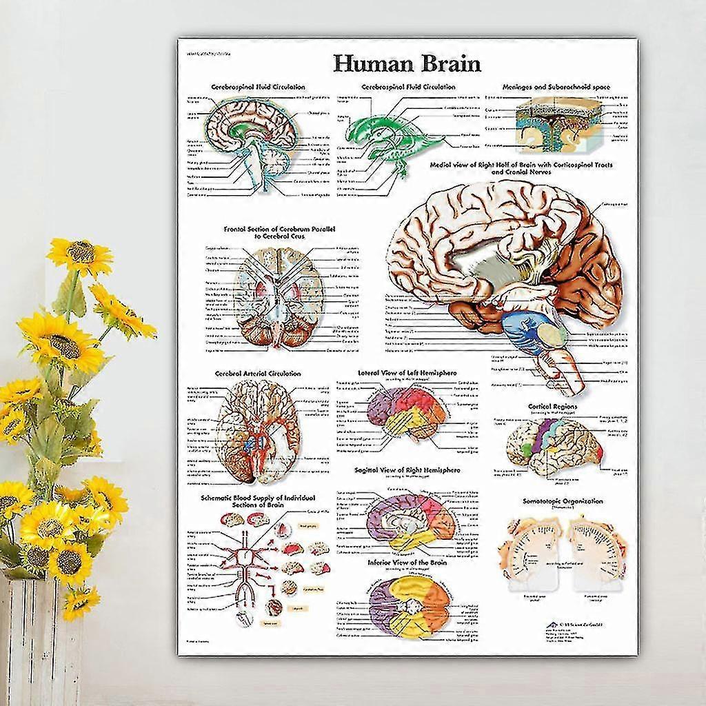 Anatomical Illustration Of The Human Brain Poster, Canvas. Suitable for ...
