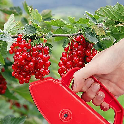 Blueberry Comb, Plastic, Fruit Picker for Currants, Blackcurrants ...