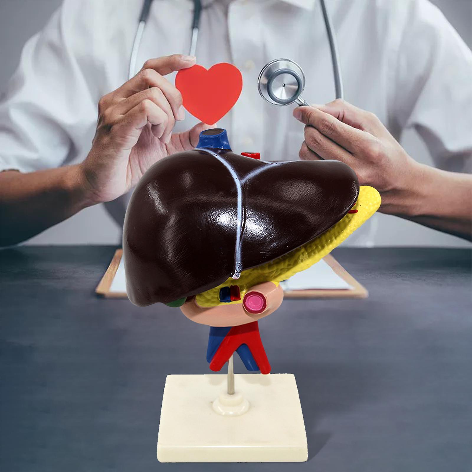 Liver Duodenum Pancreas Biological Model With Base Educational ...