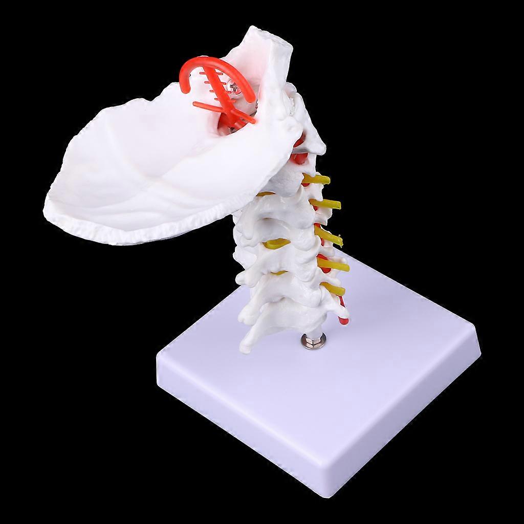 Anatomical Model Spine Cervical Vertebra Arteria Spine Spinal Nerves ...
