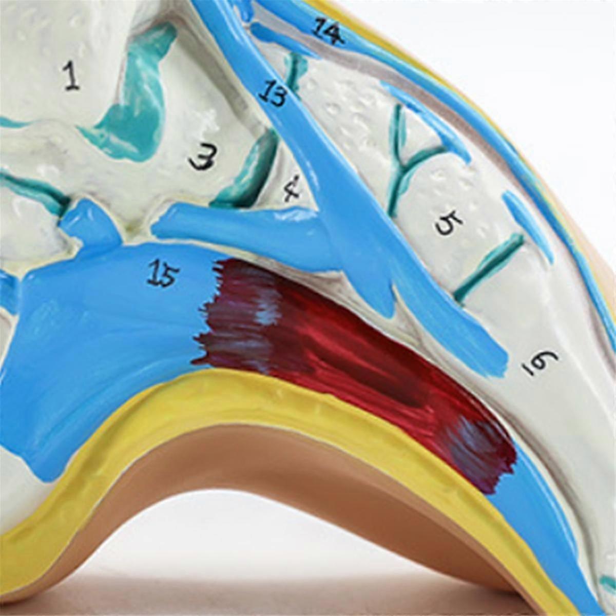 Modelo De Anatomía Del Pie, Modelo Del Pie De Anatomía Humana, Modelo ...