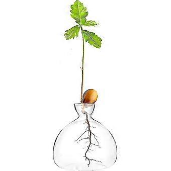 Acorn Sprouting Seed Starter Planter Vase Terrariums Pot Acorn Tree ...