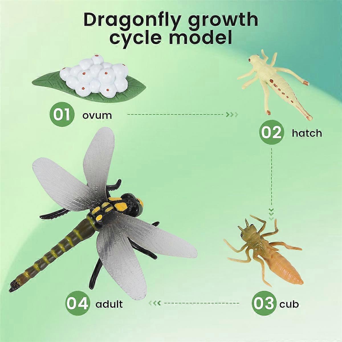 Life Cycle of A Dragonfly Insects Life Cycles Growth Model Children ...