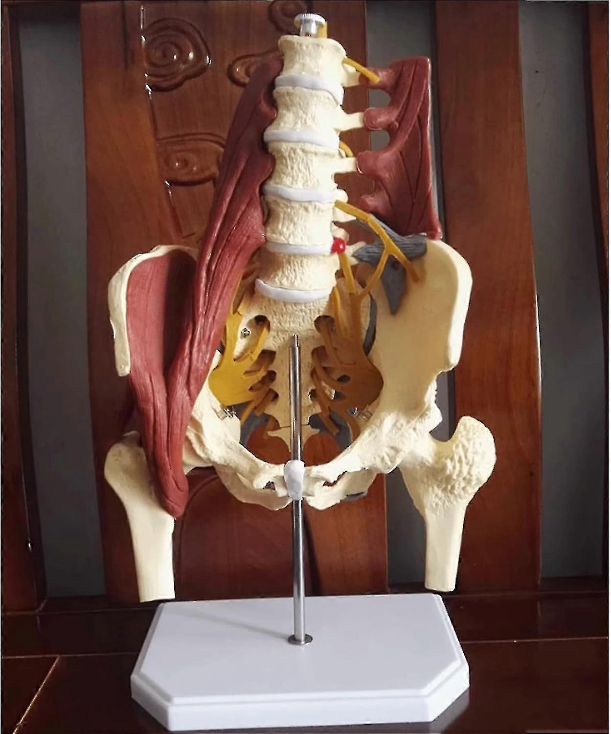 Modelo de músculo unilateral de la columna lumbar Modelo de esqueleto ...