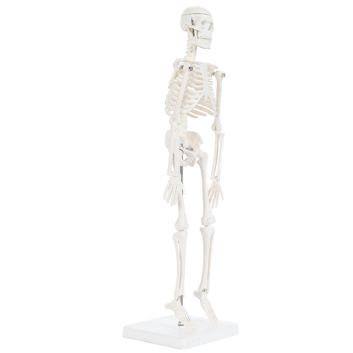 Anatomy Lab Human Skeleton Model, 19" Desktop Skeleton Has Movable Arms ...