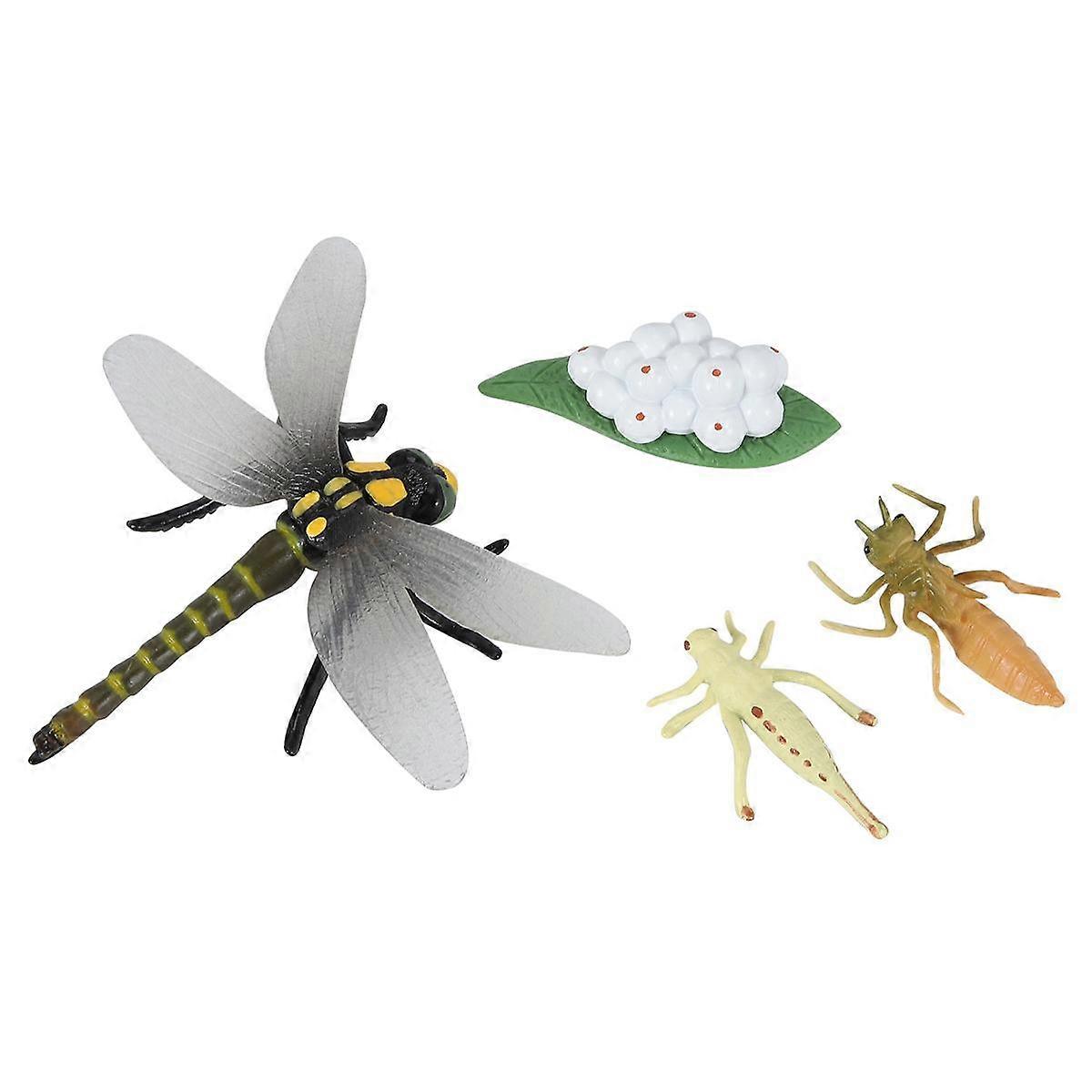 Life Cycle of A Dragonfly Insects Life Cycles Growth Model Children ...