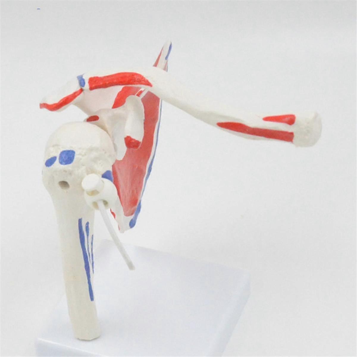 Muscle Shoulder Model, Human Anatomy Right Shoulder Joint Muscle Model ...