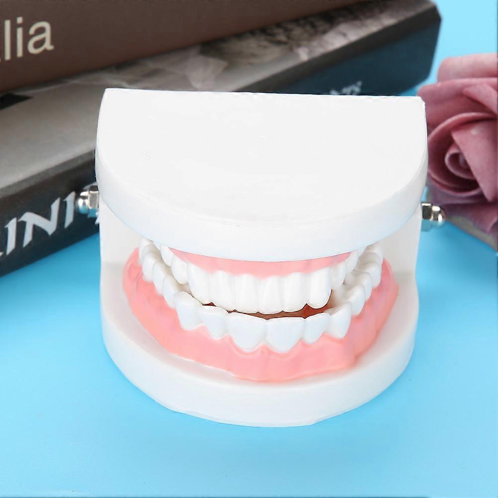 Dental Denture Model 28Pcs Standard Adult Teeth Model Medical Teaching ...