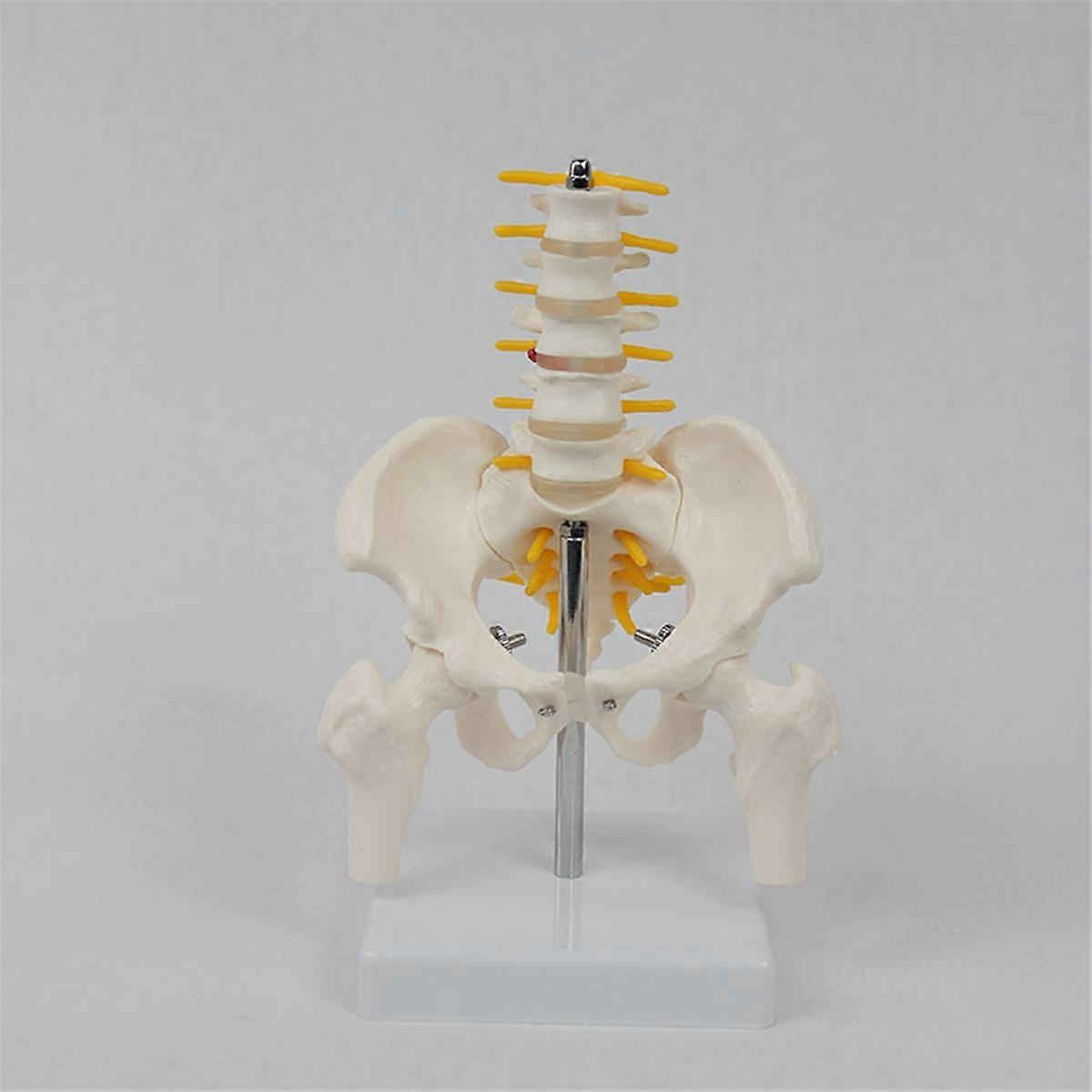 Human Lumbar Vertebra Model Female Pelvis Model Hip Female Anatomy ...