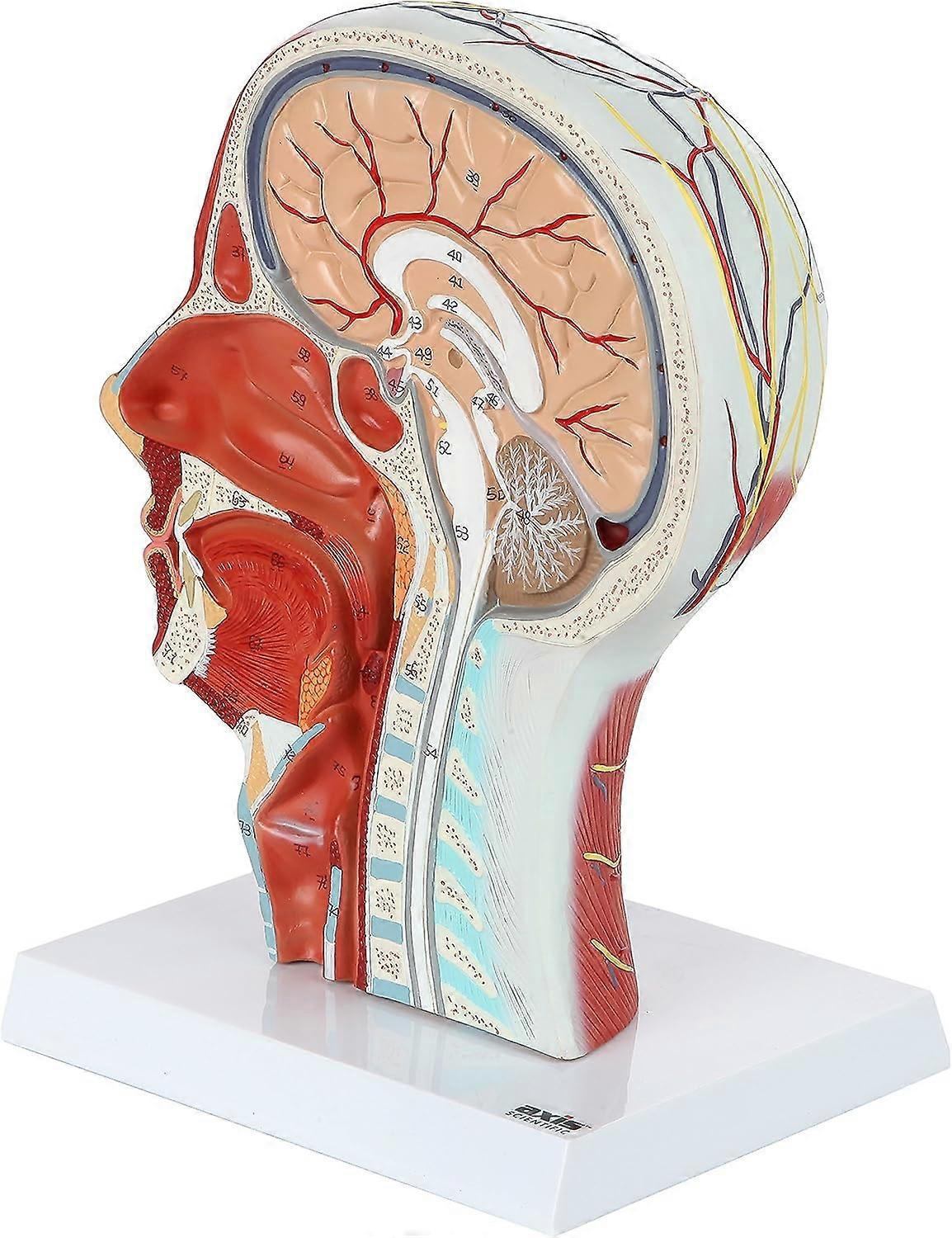Human Head Model | Anatomy Model Features Half Head, Muscular Anatomy, Veins, Arteries, Exposed ...