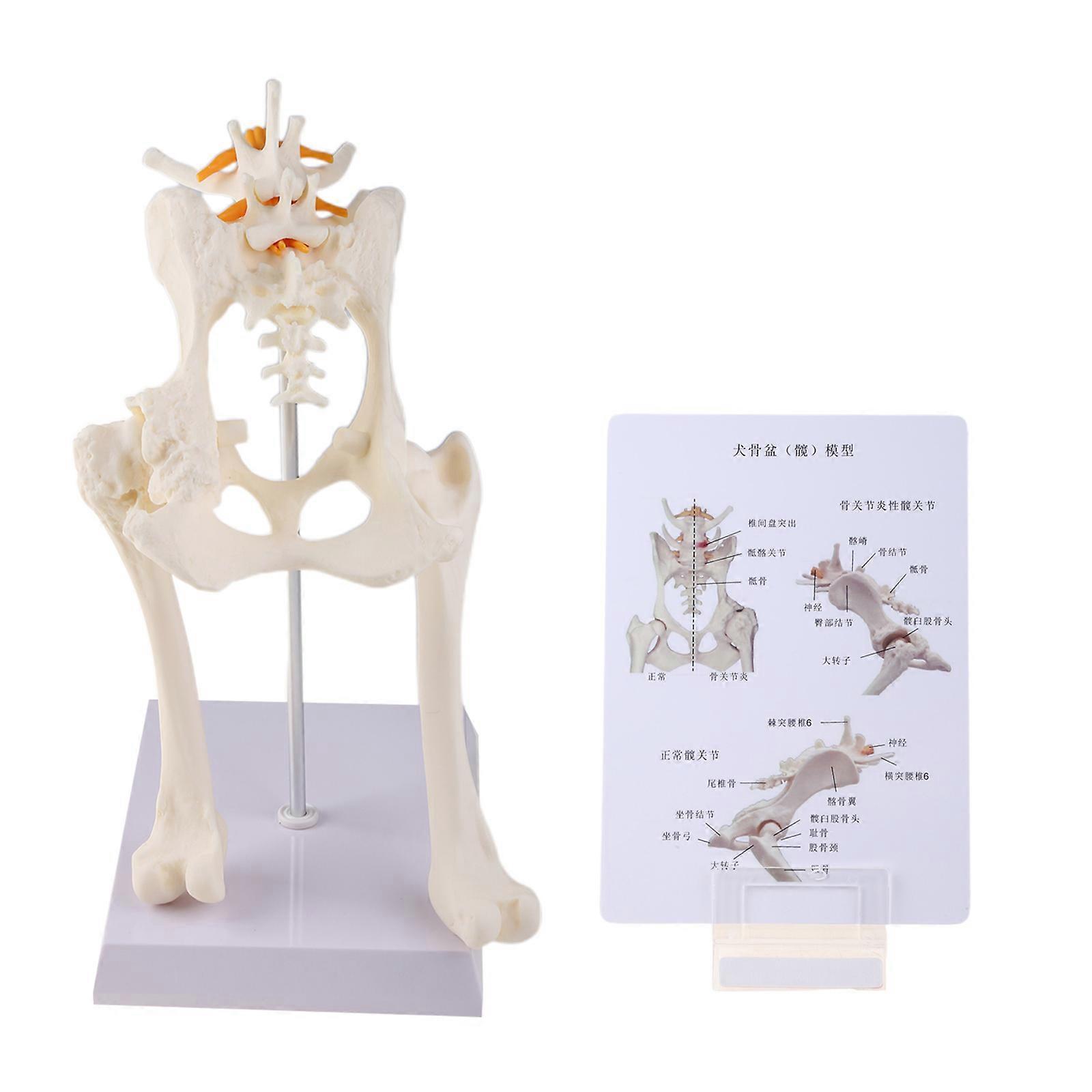 Dog Canine Lumbar Hip Joint with Femur Model Teaching Anatomy Skeleton ...