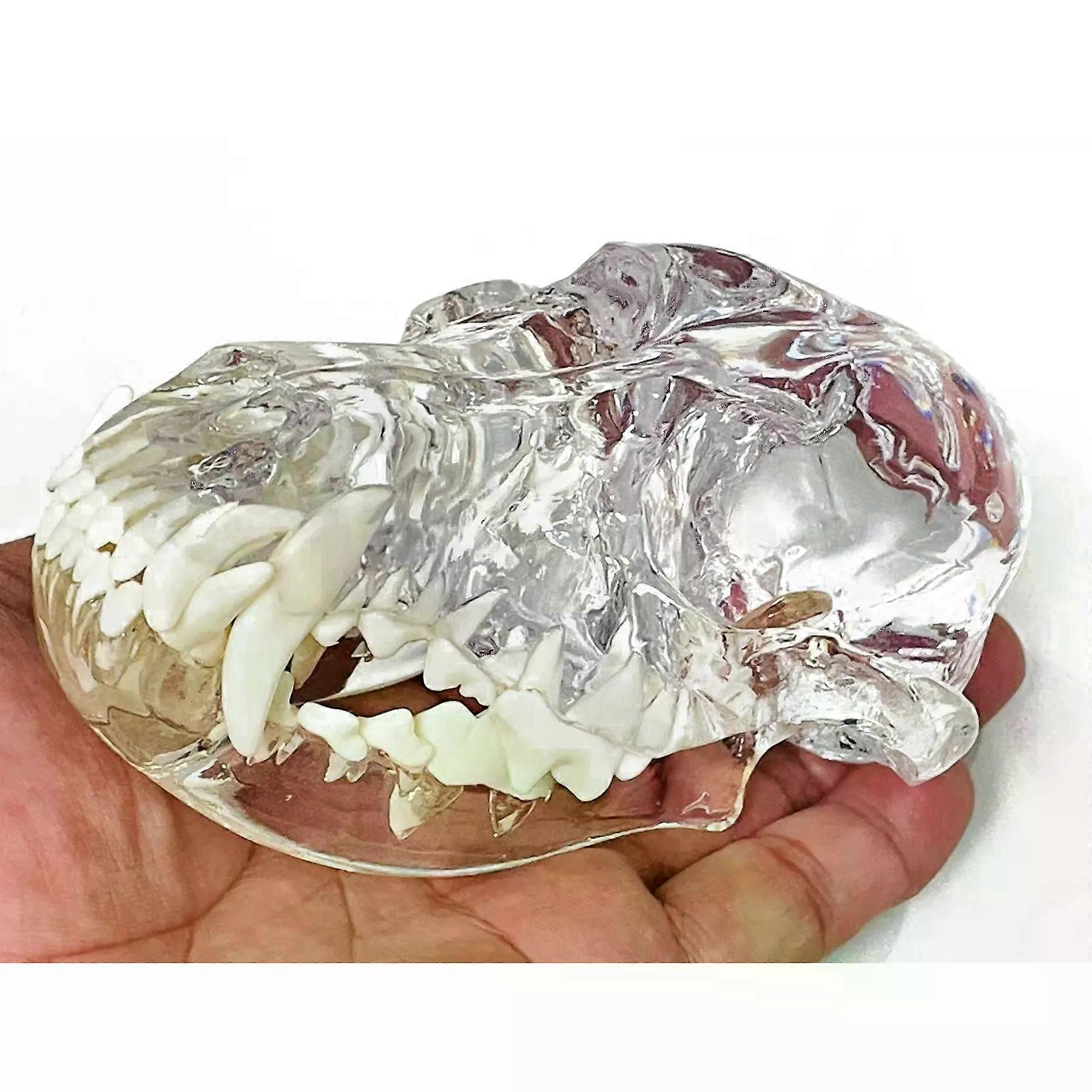 Gaibosi Dental Dog Cat Rabbit Clear Teeth Skull Model Canine Animals ...