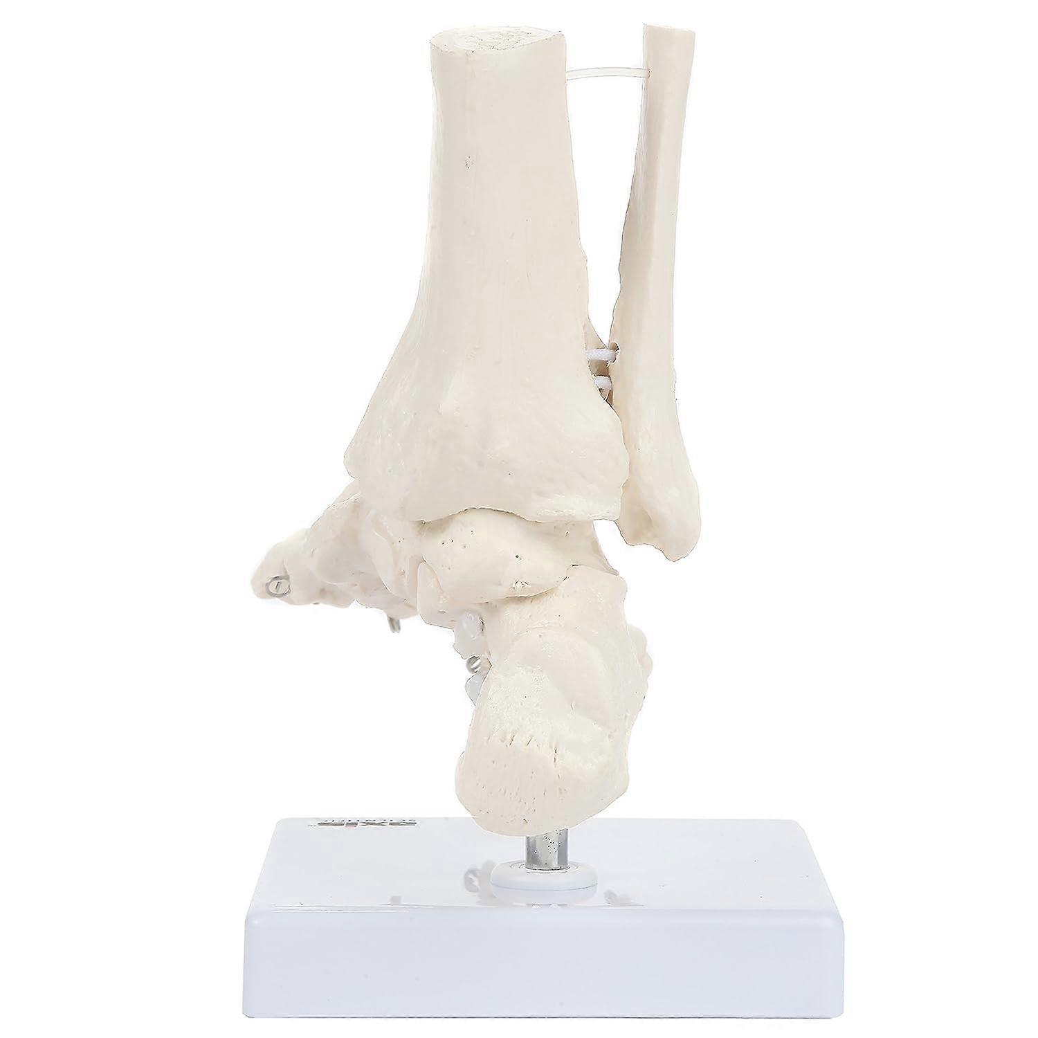 Human Skeletal Foot Model with Ankle | Anatomically Accurate Design ...
