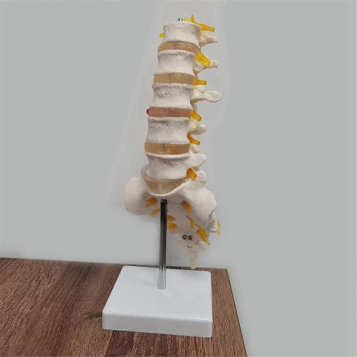 Teaching Equipment Model 5-Segment Lumbar Spine with Sacral Accessory ...