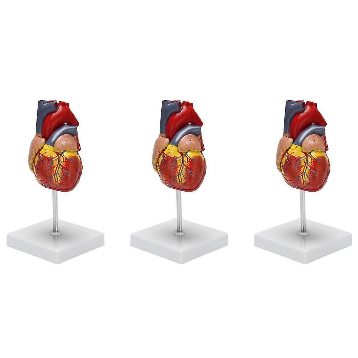 3X 1: 1 Human Heart Model, Anatomically Accurate Heart Model Life Size ...