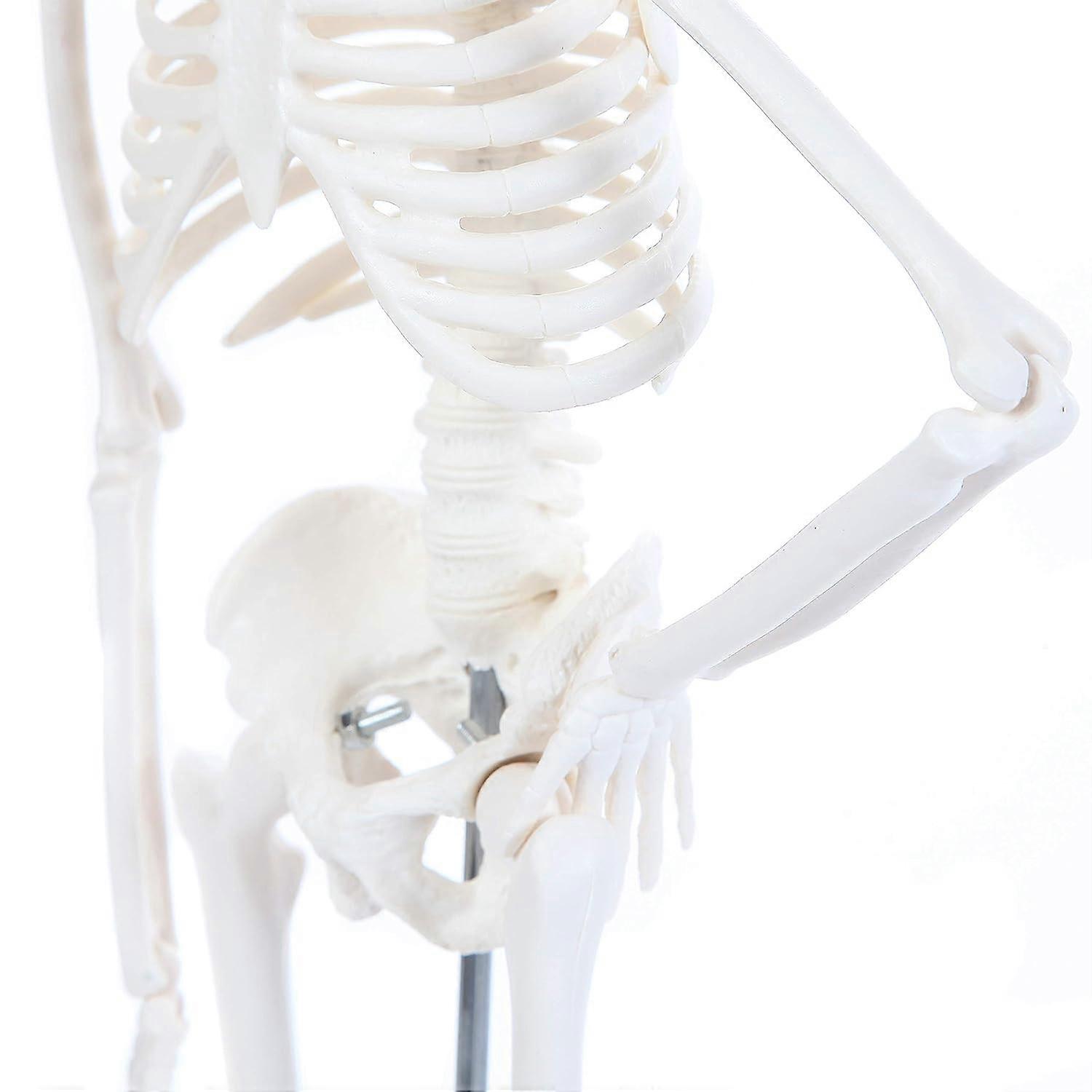 Anatomy Lab Human Skeleton Model, 19" Desktop Skeleton Has Movable Arms ...
