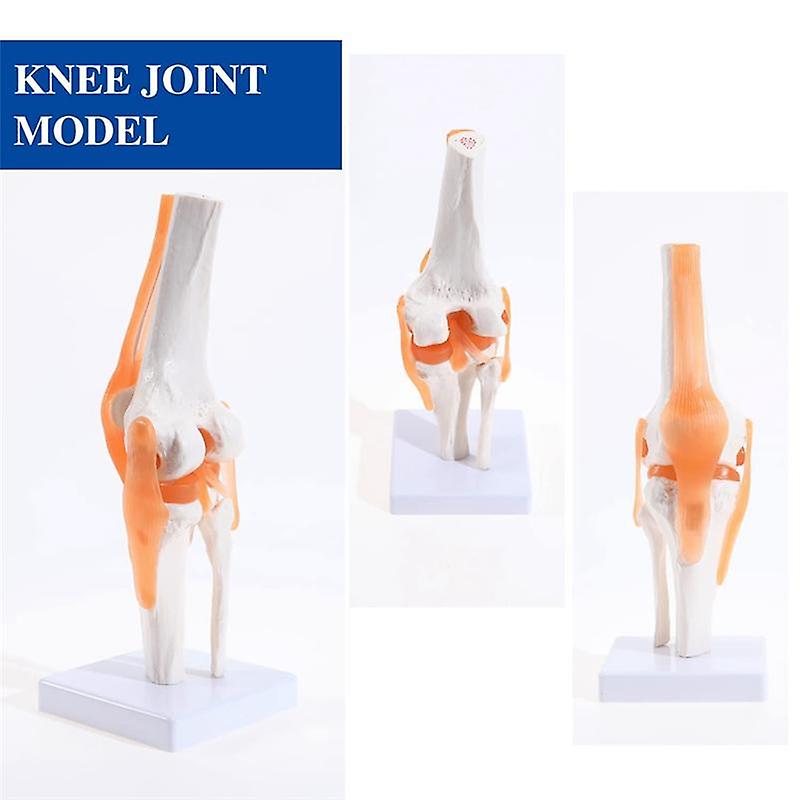 Anatomical Knee Joint with Ligaments , Human 1:1 Life Size, for Science ...